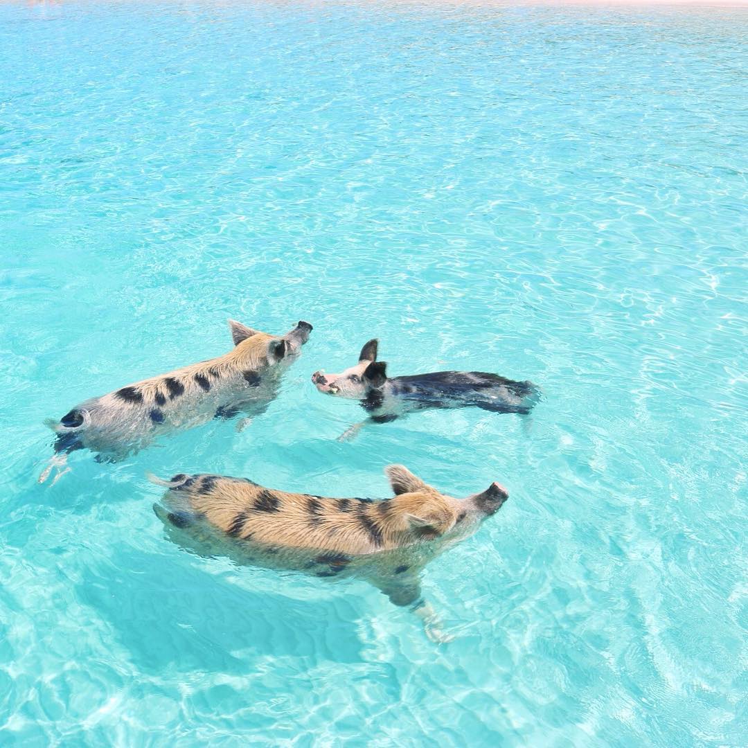 Pig Beach, Big Major Cay, Bahamas