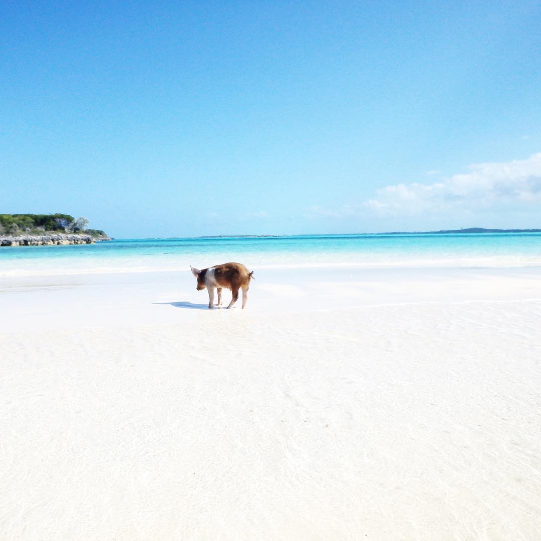 Pig Beach, Big Major Cay, Bahamas
