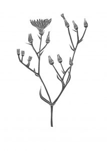 Artist Spotlight: Linocut Prints by Diane Rickerby