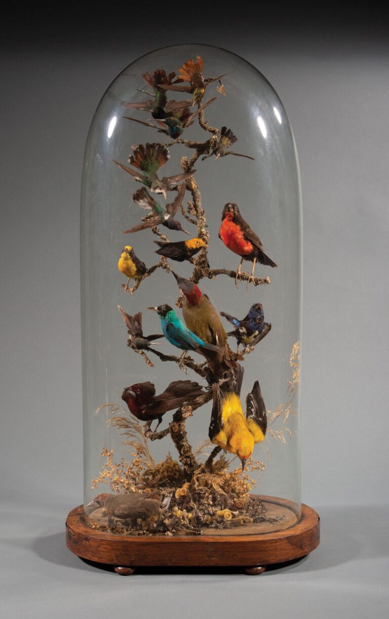 julia-reed-writer-auction-neal-taxidermy-birds-glass-dome